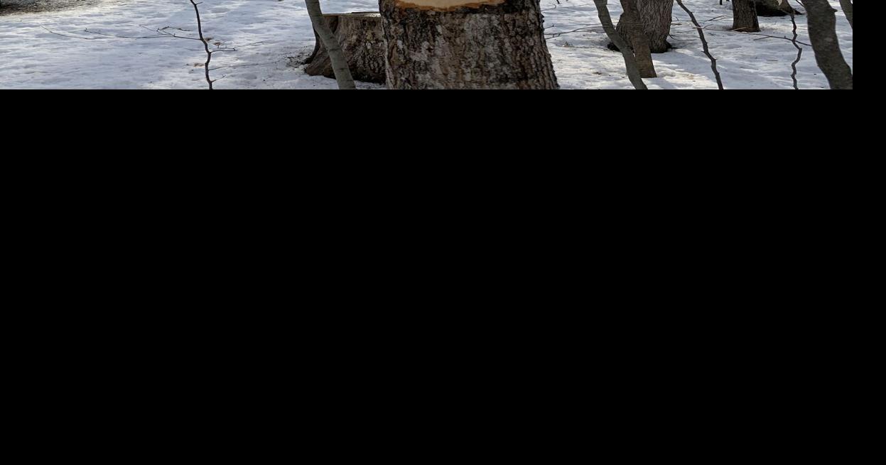 Greg Frey: From tree to table | GO | record-eagle.com