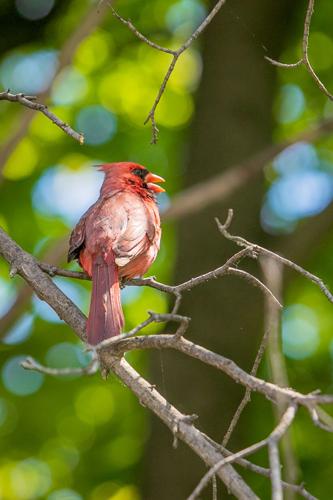 CARDINAL SONG | Local News | record-eagle.com