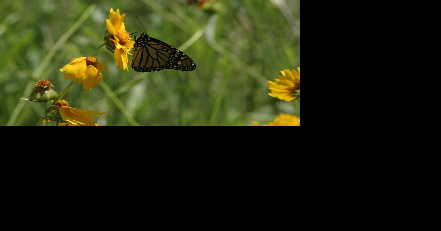 'Gung-ho monarchs:' Region home to five of Michigan's six designated ...