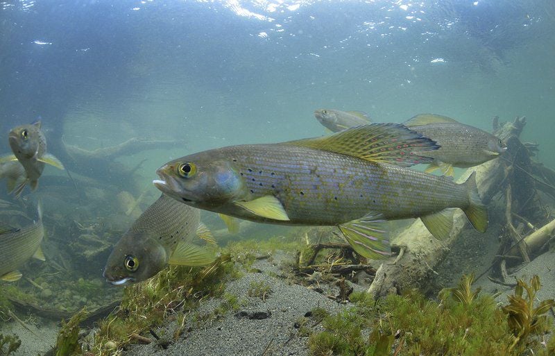 Bringing back the grayling | Local News | record-eagle.com