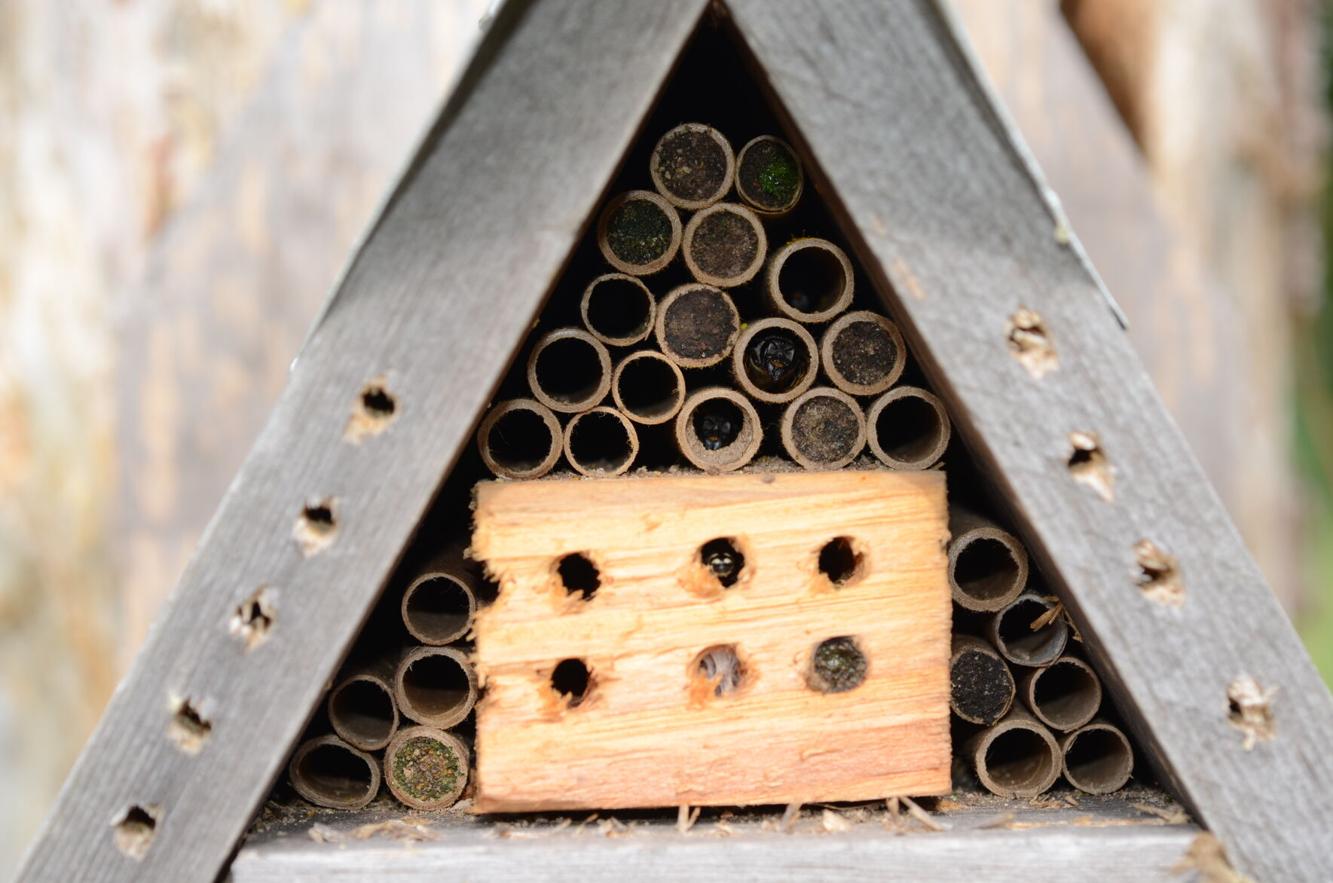 Agriculture Forum: Native solitary bees easy to encourage | Business ...