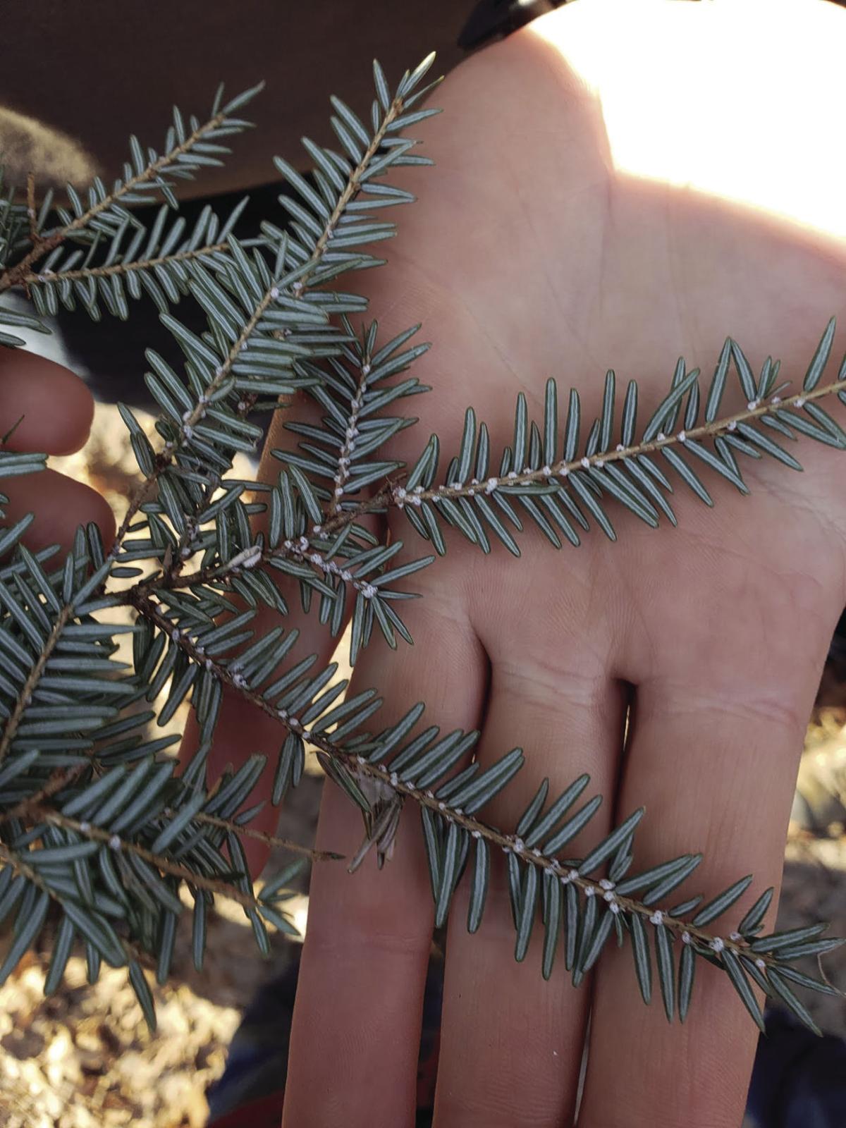 Free land surveys for invasive hemlock woolly adelgid insects offered ...