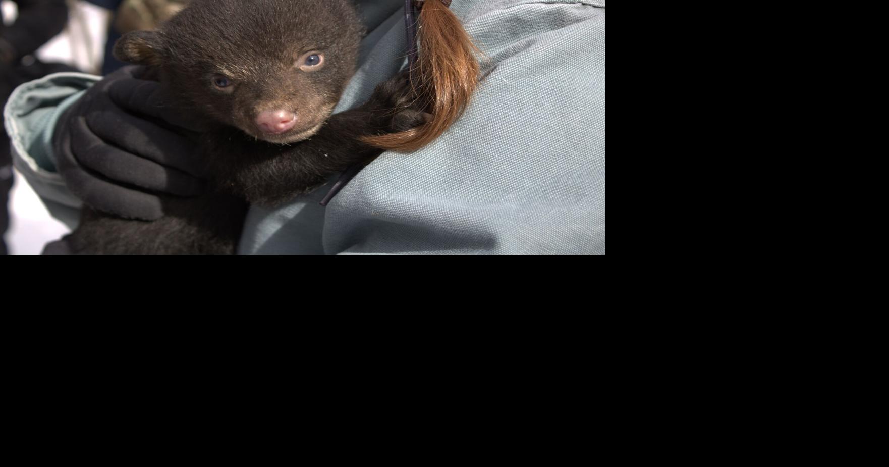 Coexisting with bears: More than 3K bears waking up in the Lower ...