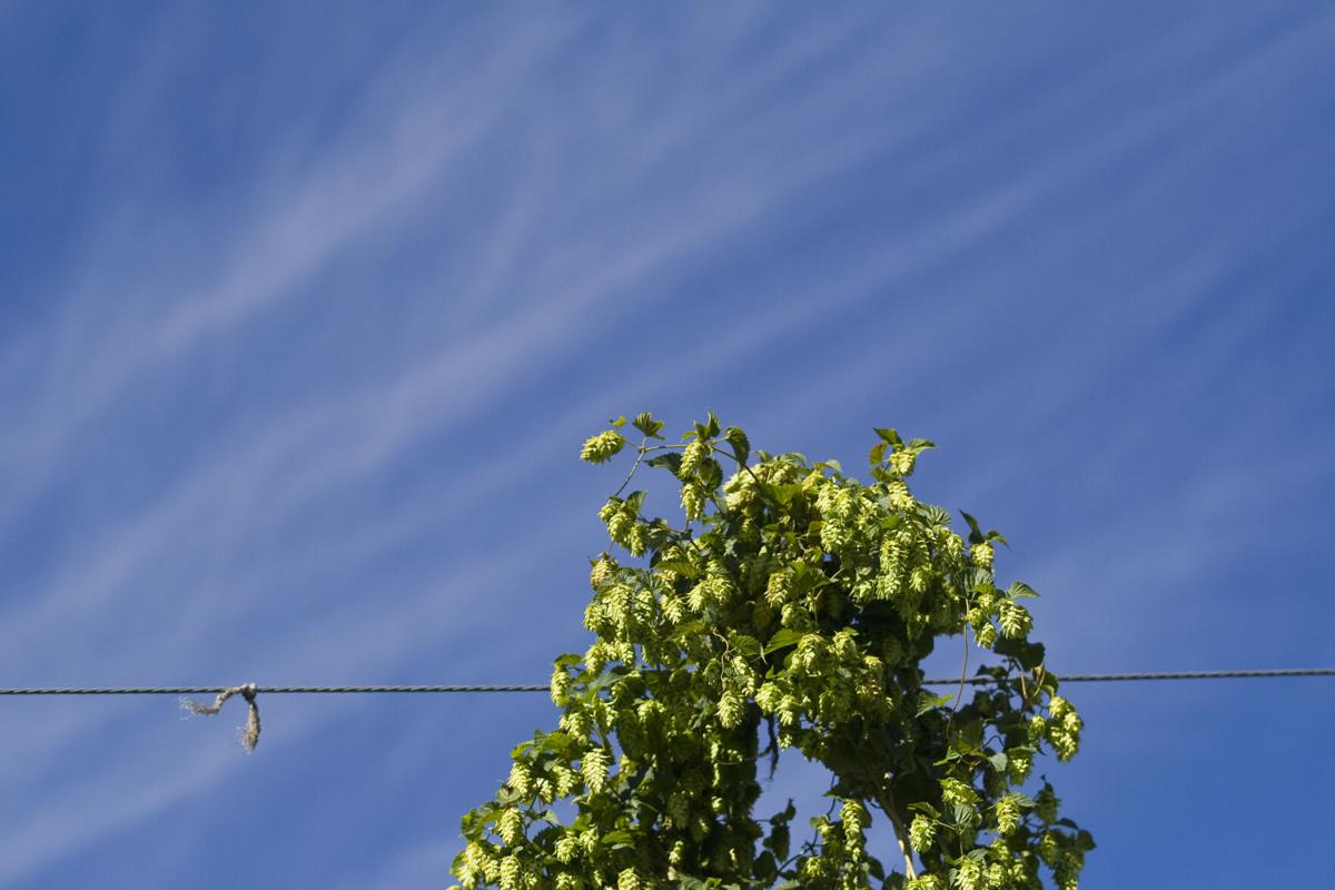 Photo gallery: Hop Harvest | Local News | record-eagle.com