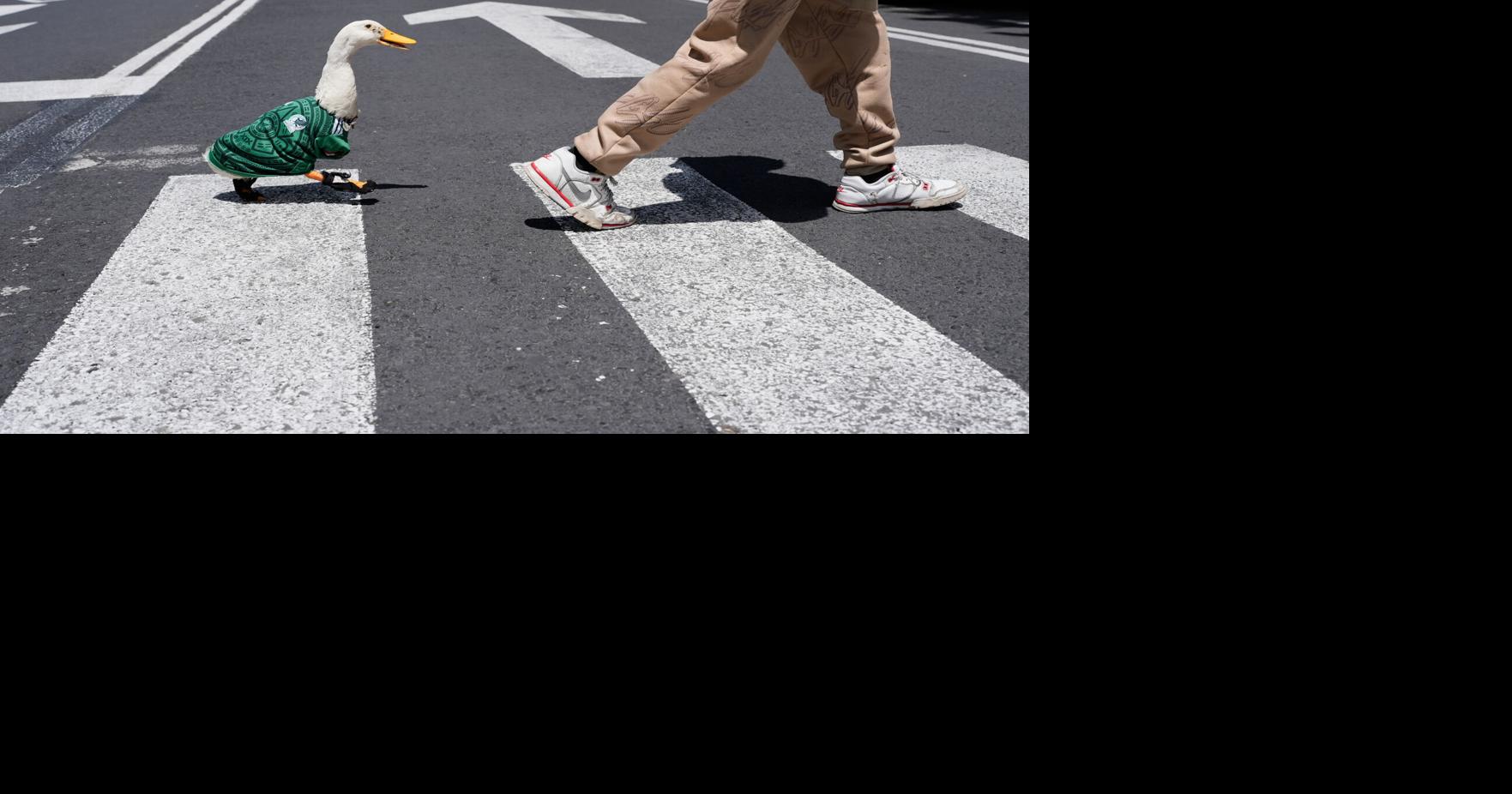 Meet Merlin the duck, a Mexico City streetside regular turned World Cup ...