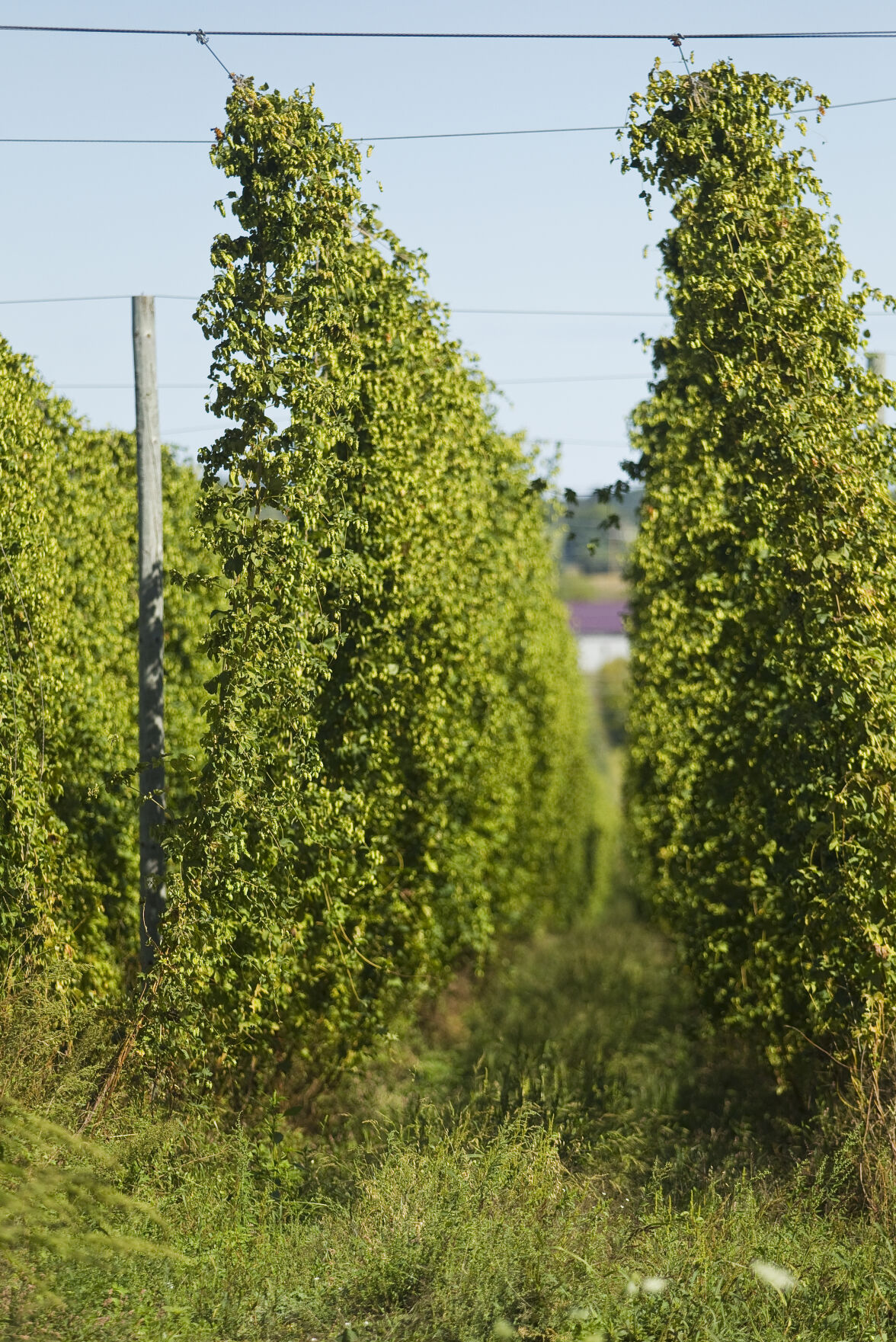 Photo gallery: Hop Harvest | Local News | record-eagle.com