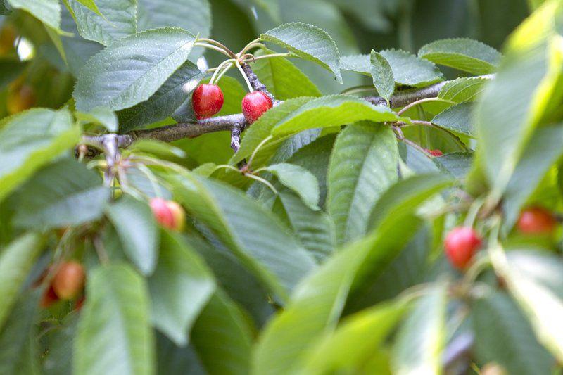Cherry bounty concerns farmers | Local News | record-eagle.com