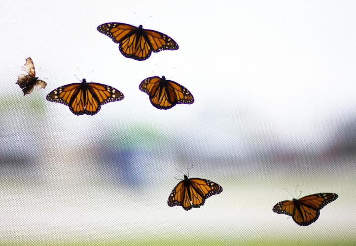 butterfly effect vip