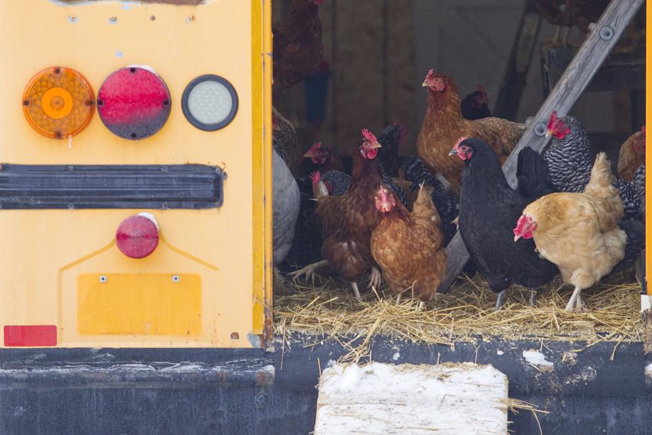 Snowy days? Chicken bus to the rescue | Lifestyles | record-eagle.com