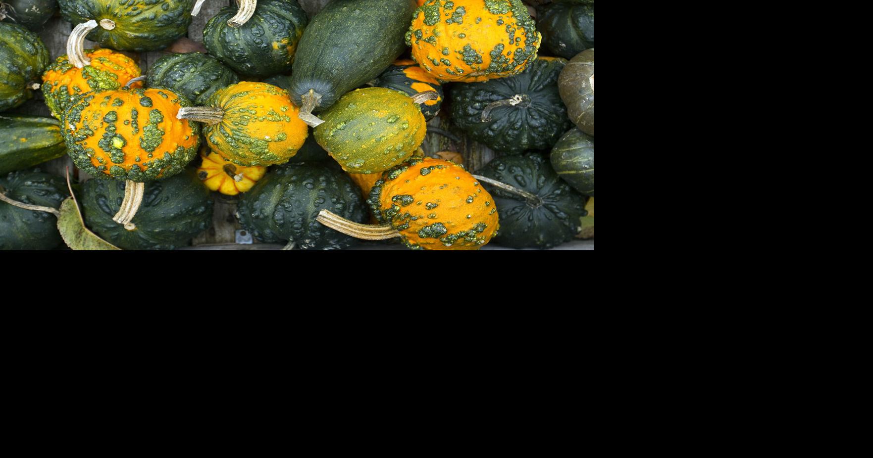 Gourds Galore: Local couple maintains pumpkin patch | Food | record ...