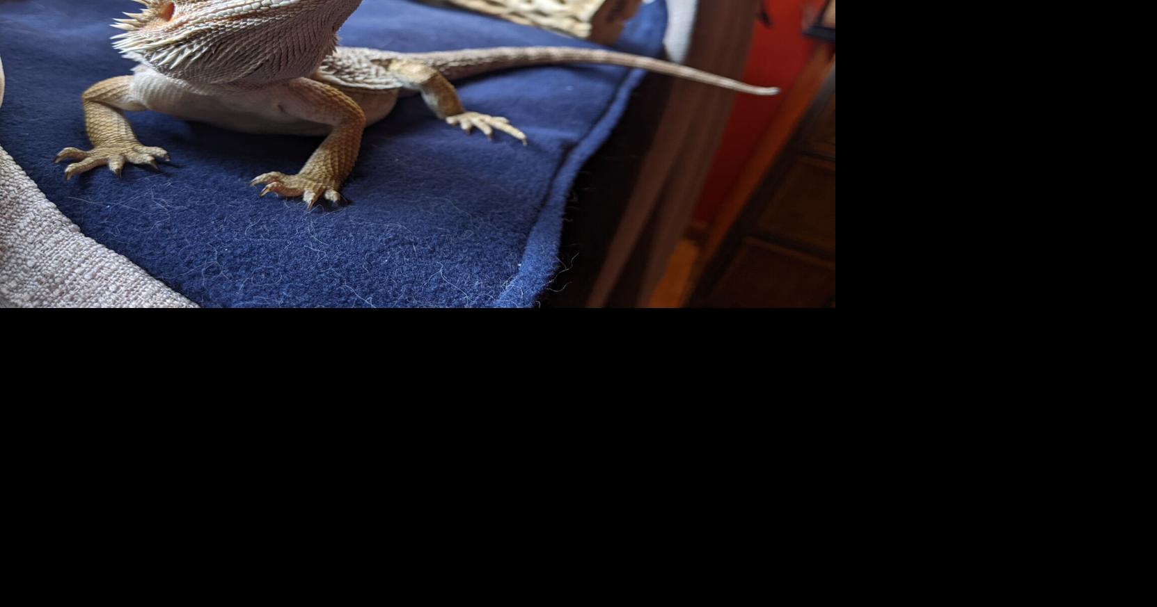 Allison Batdorff: Enter the dragon | Lifestyles | record-eagle.com