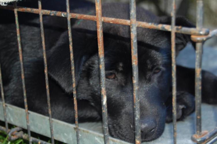 Brendan Quealy: Losing Luna, the love of my life | Local News | record ...