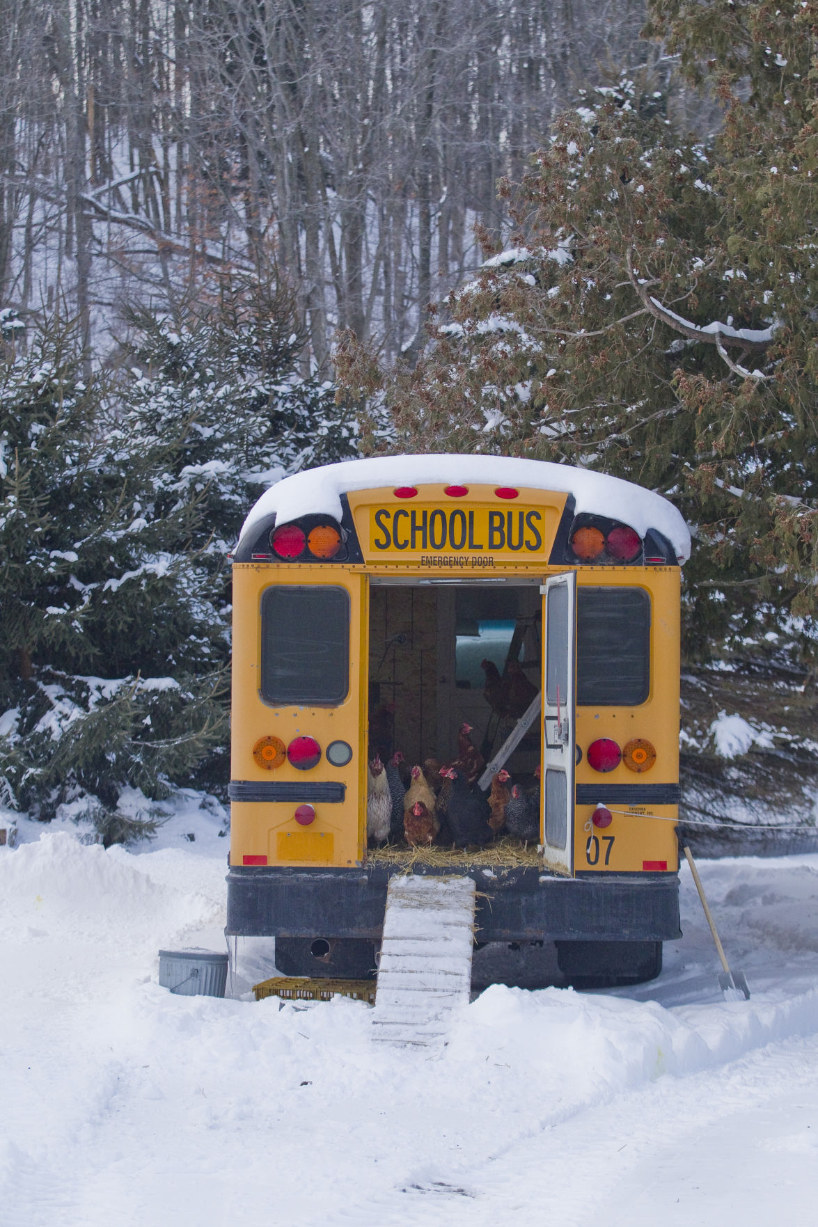 Snowy days? Chicken bus to the rescue | Lifestyles | record-eagle.com