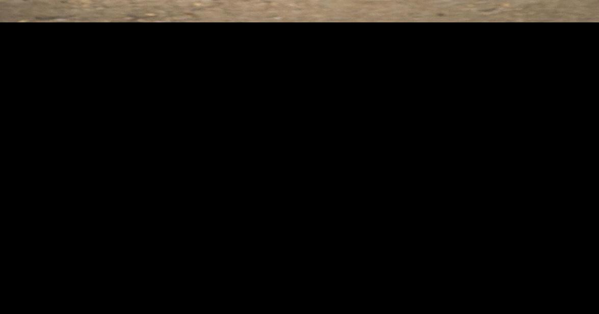 DOGGY WINDOW | News | record-eagle.com