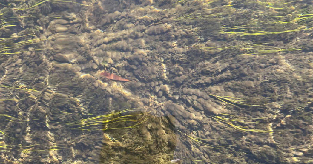 DNR: Invasive algae known as 'rock snot' found in Boardman River ...