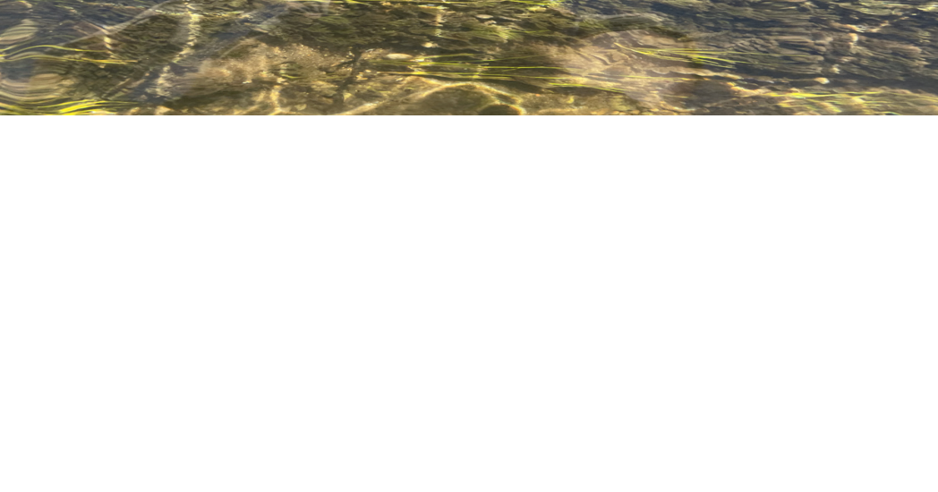 DNR: Invasive algae known as 'rock snot' found in Boardman River ...