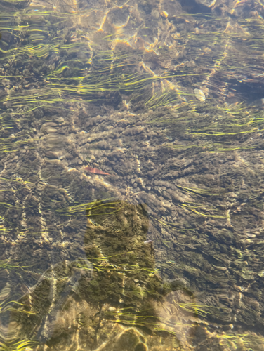 DNR: Invasive algae known as 'rock snot' found in Boardman River ...