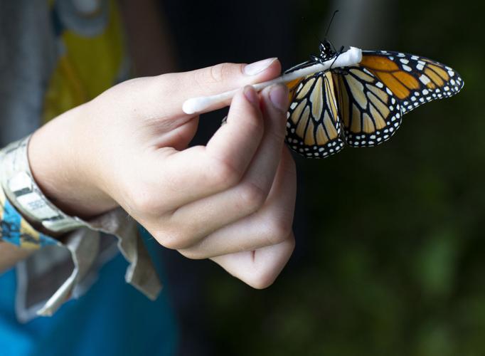 butterfly effect vip