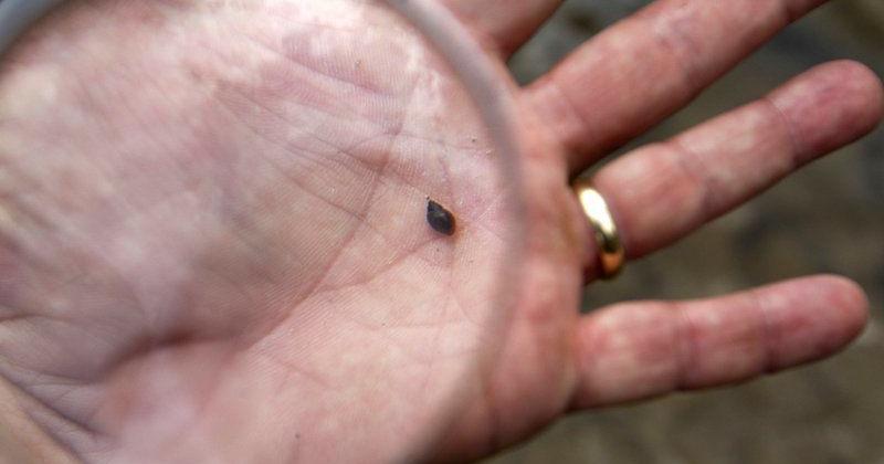 Invasive mollusk found in Four Mile Creek | Local News | record-eagle.com