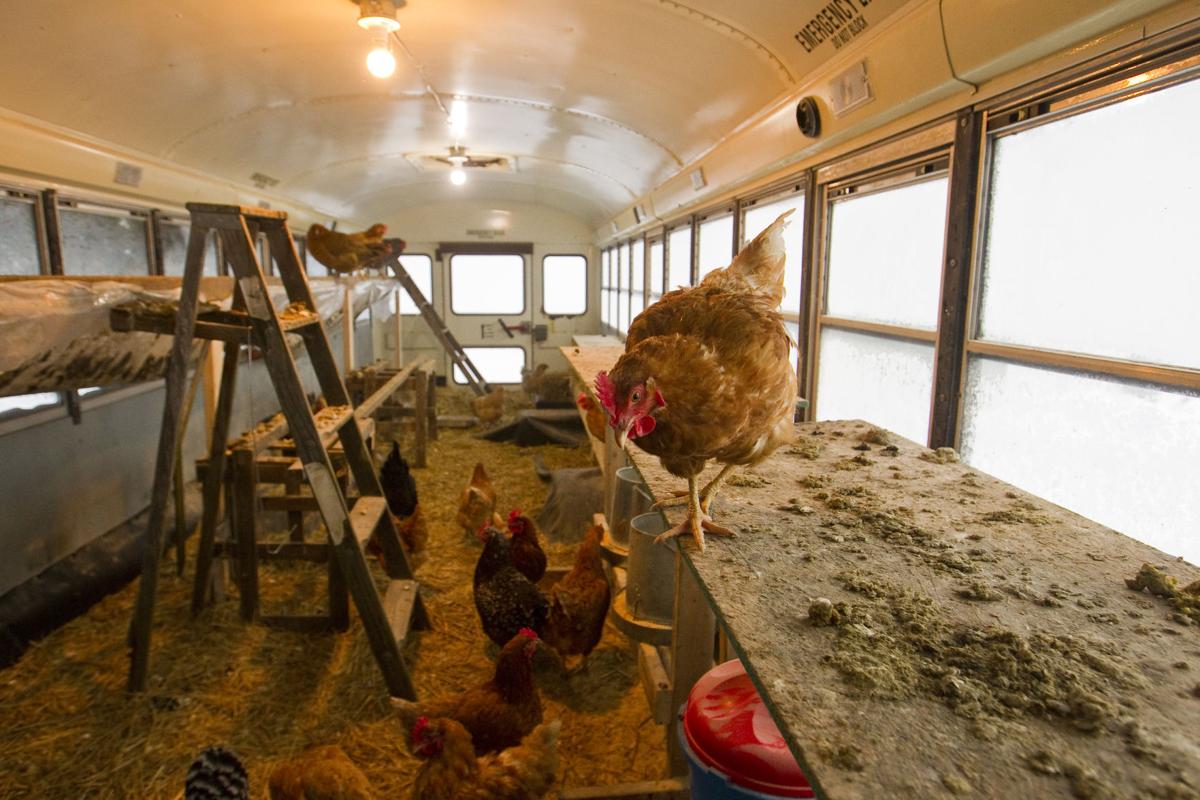 Snowy days? Chicken bus to the rescue | Lifestyles | record-eagle.com