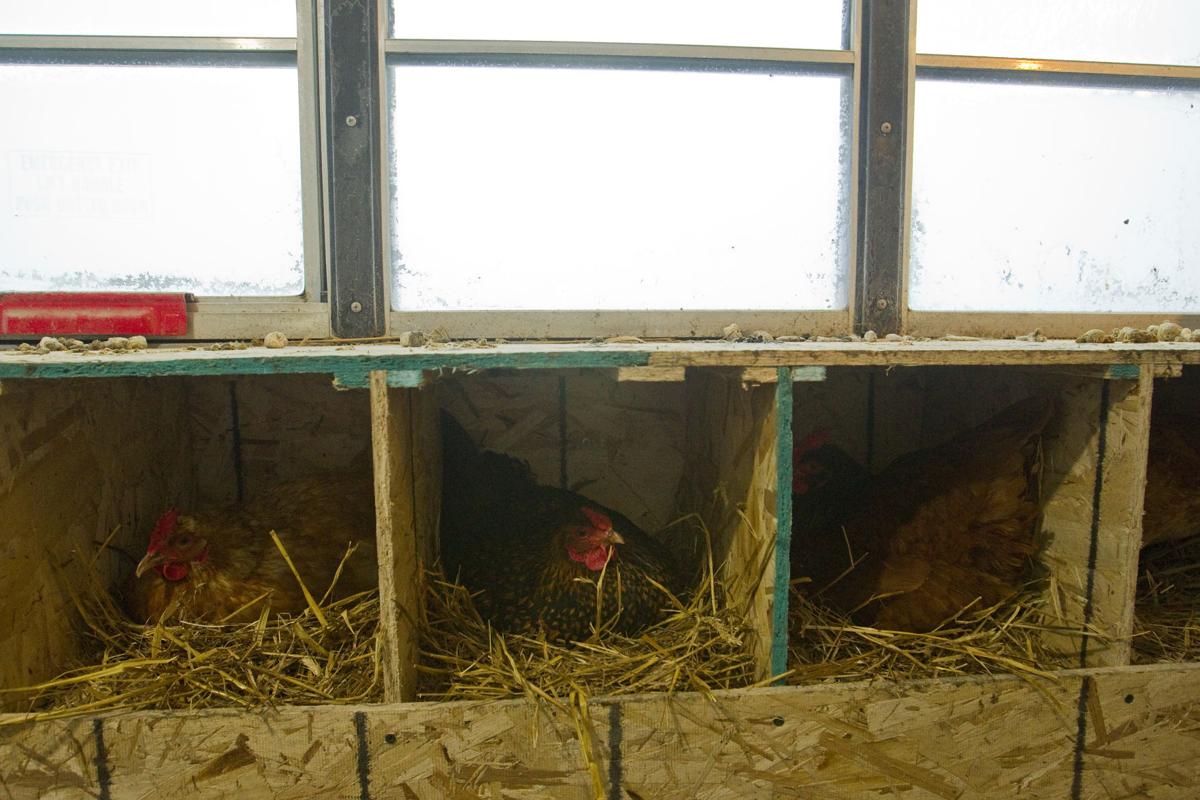 Snowy days? Chicken bus to the rescue | Lifestyles | record-eagle.com