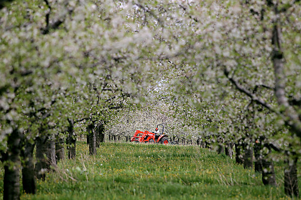 Frost could blossom on fruit trees | Local News | record-eagle.com