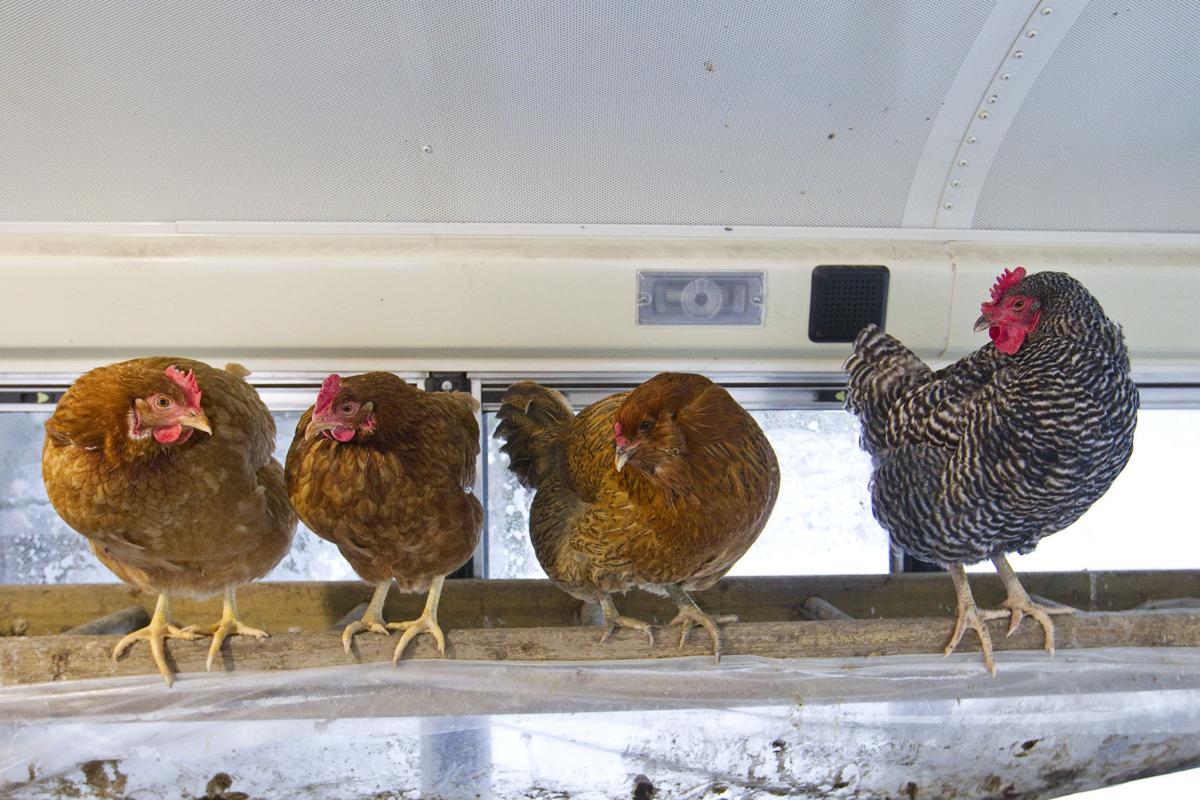 Snowy days? Chicken bus to the rescue | Lifestyles | record-eagle.com