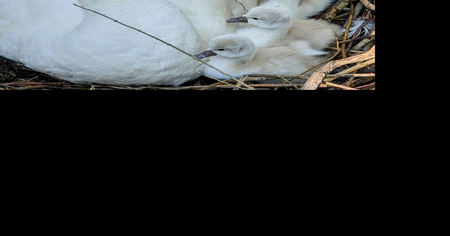 Through Your Eyes photo gallery: 06/29/2023 | GO | record-eagle.com