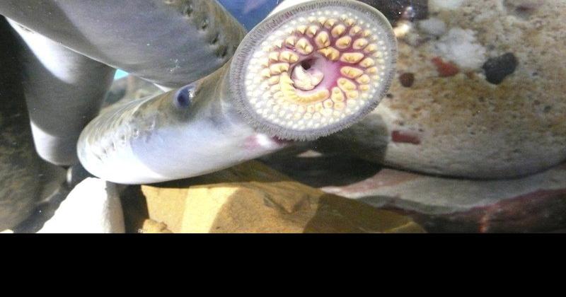 Lake Michigan lamprey population hits 20-year low | Local News | record ...