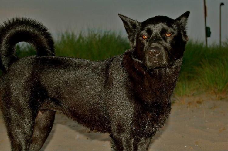 Brendan Quealy: Losing Luna, the love of my life | Local News | record ...