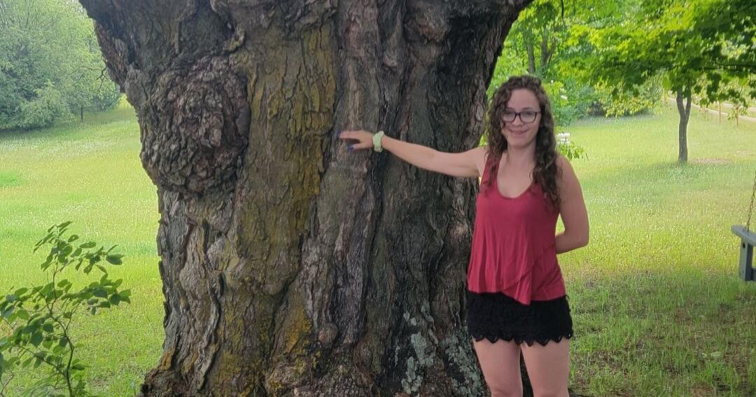 Growing Goliaths: Big Tree Hunt identifies the area’s living giants ...