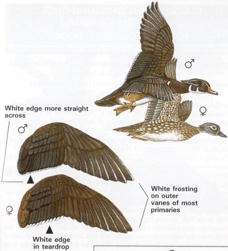 difference between teal and duck