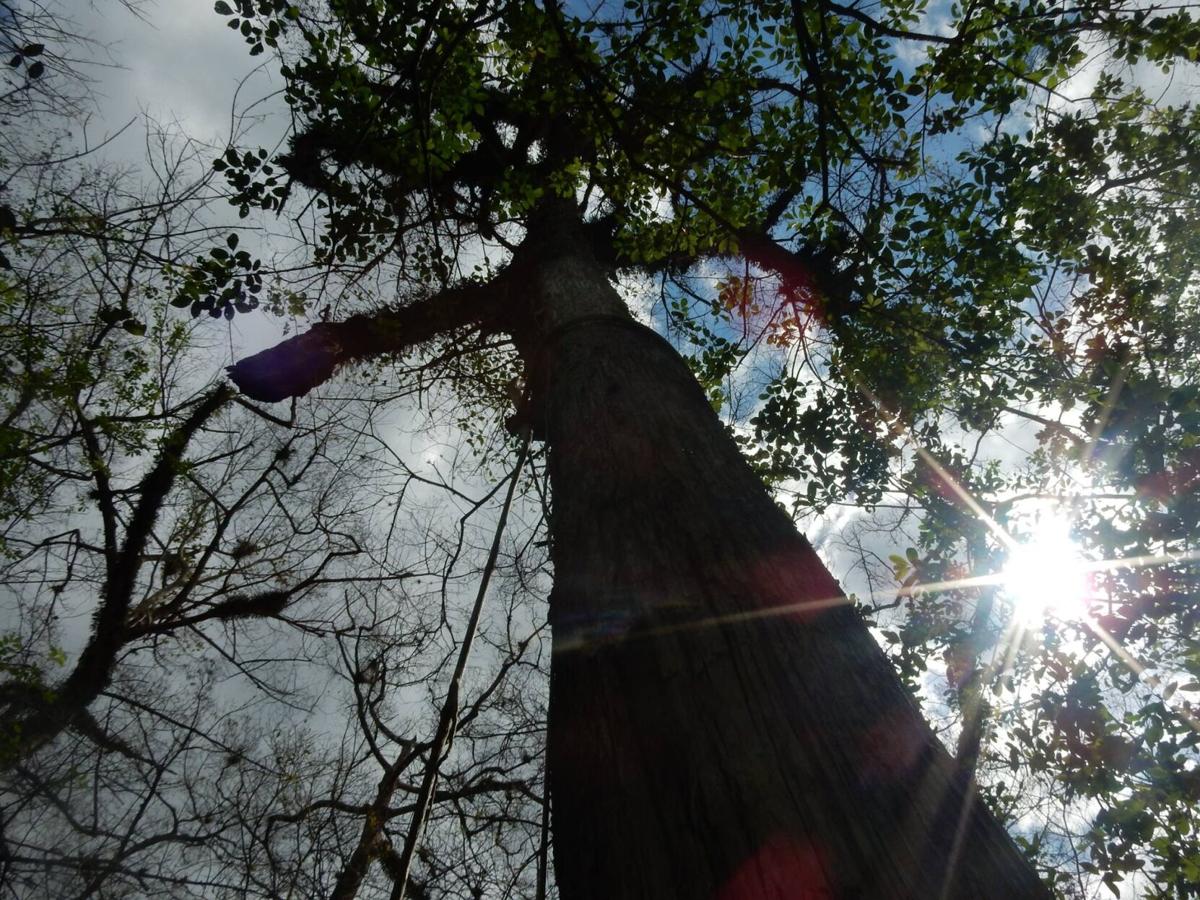 Corkscrew Swamp Sanctuary: A stroll through time and nature | News ...