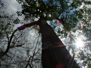 Corkscrew Swamp Sanctuary: A stroll through time and nature | News ...