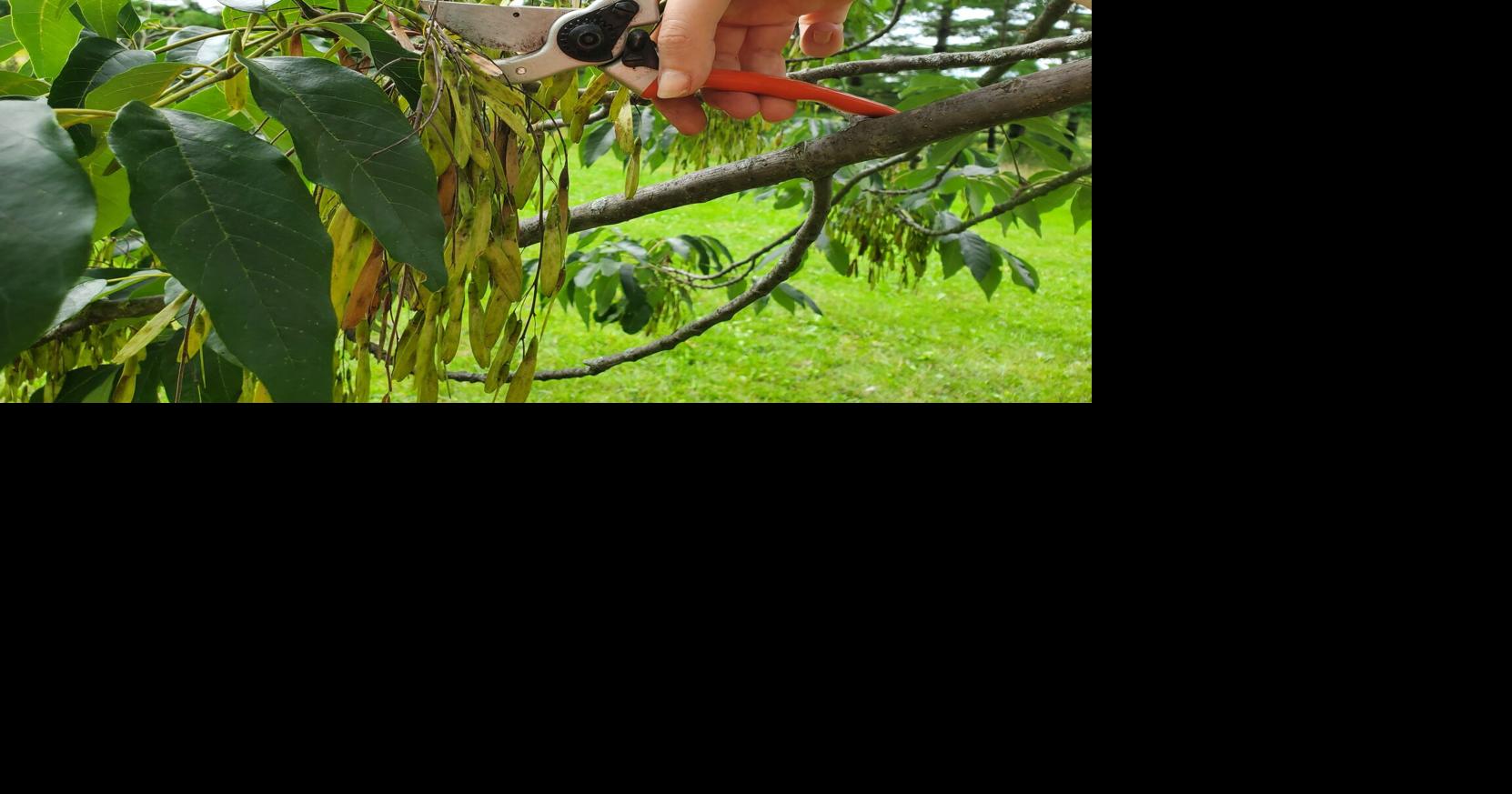 Ash seeds and pruners - Rachel Kappler.jpg | | record-eagle.com