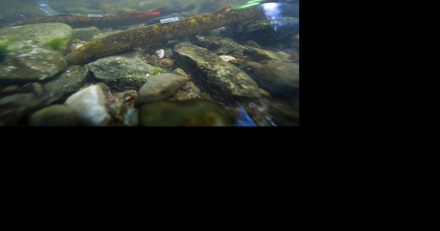 U.S. Fish and Wildlife rescuing sea lamprey control efforts | GO ...