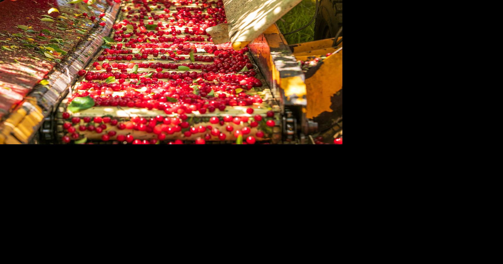 SHORTAGE Dried cherry supply dries up; tart cherry processing under ...