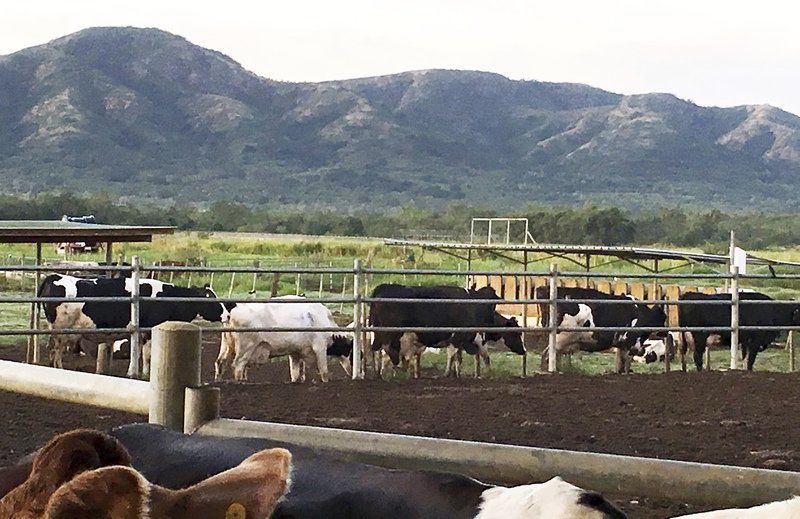 Agriculture Forum: Long road ahead for Puerto Rico | Business | record ...