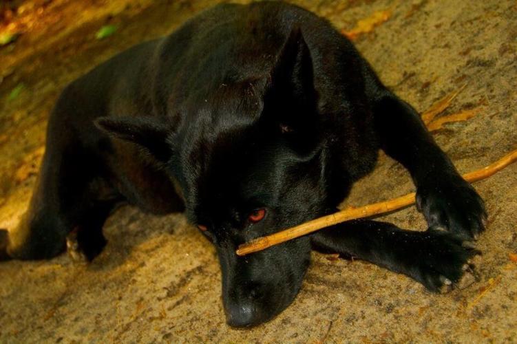 Brendan Quealy: Losing Luna, the love of my life | Local News | record ...