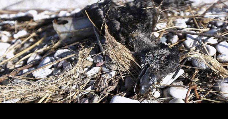 Scientists study avian botulism's connection to water levels, temps ...