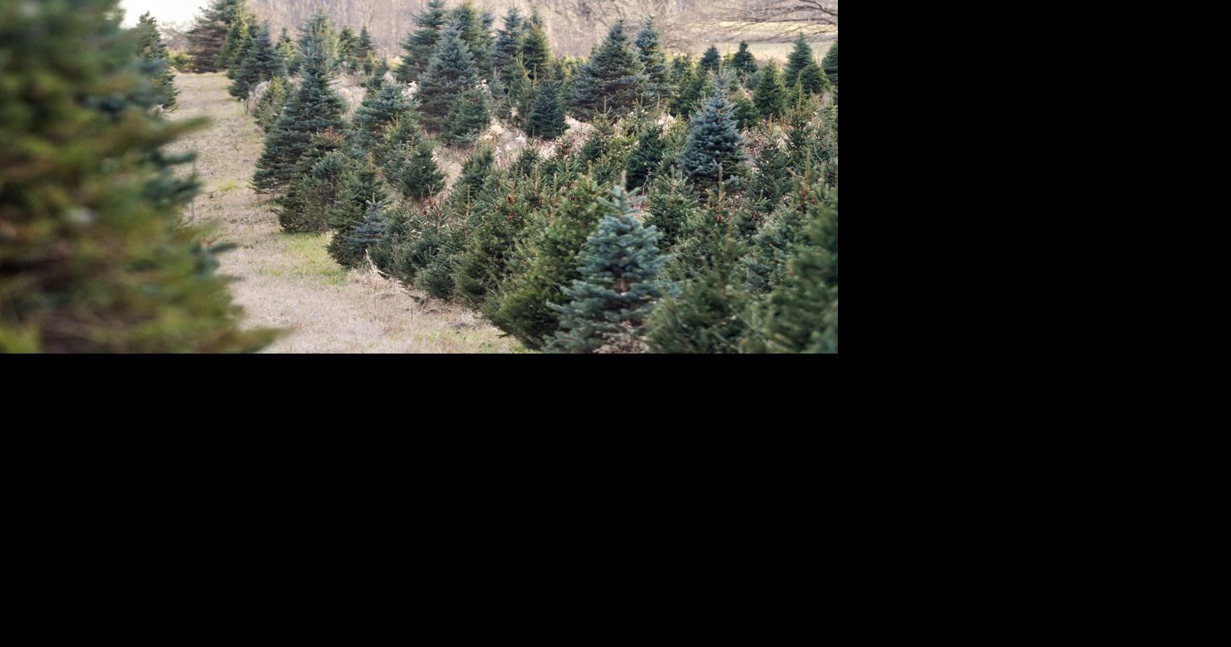 Growing commerce: Dutchman Tree Farm has record year | the BIZ | record ...