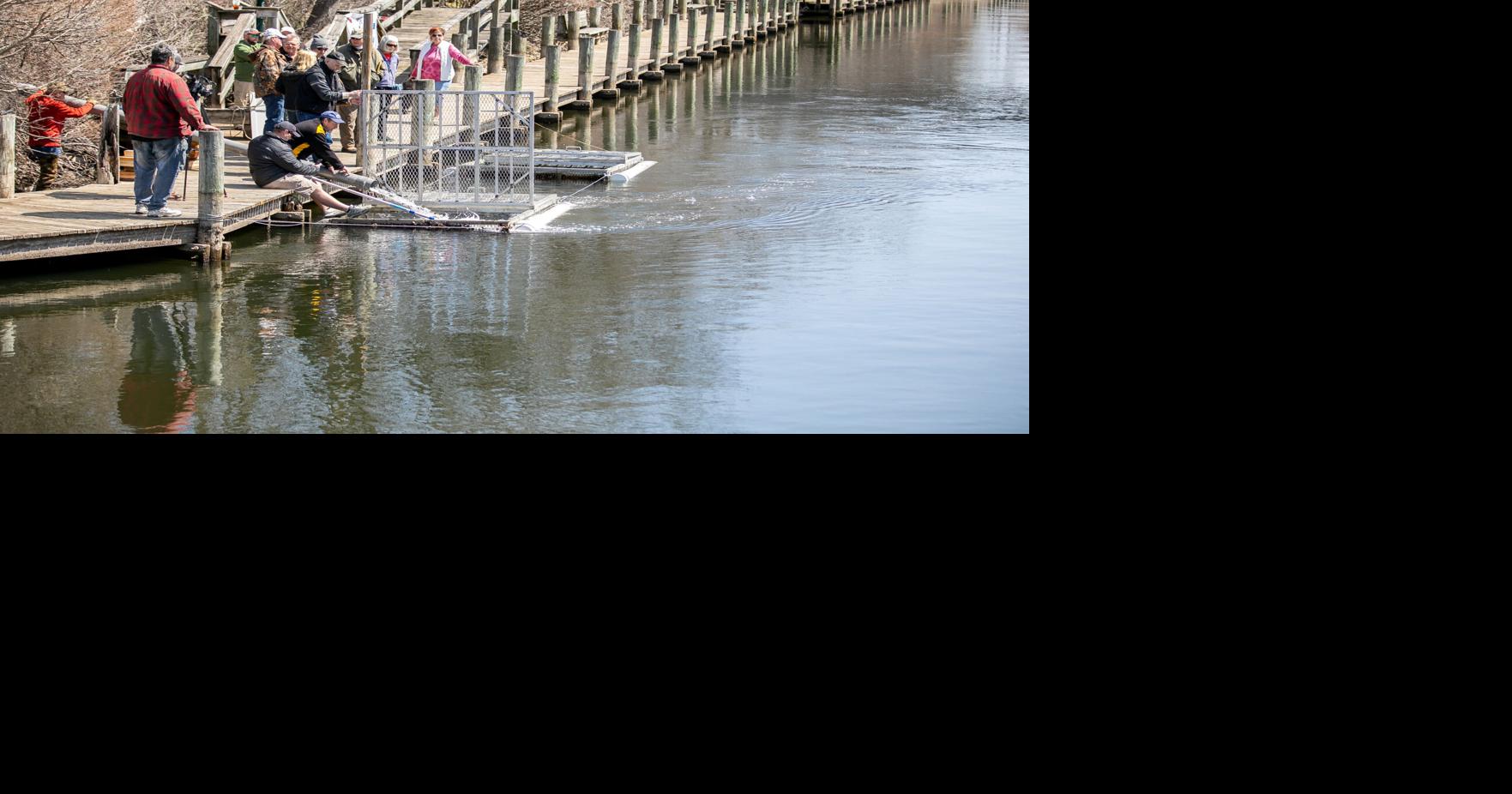 DNR aims to increase chinook salmon stocking | GO | record-eagle.com