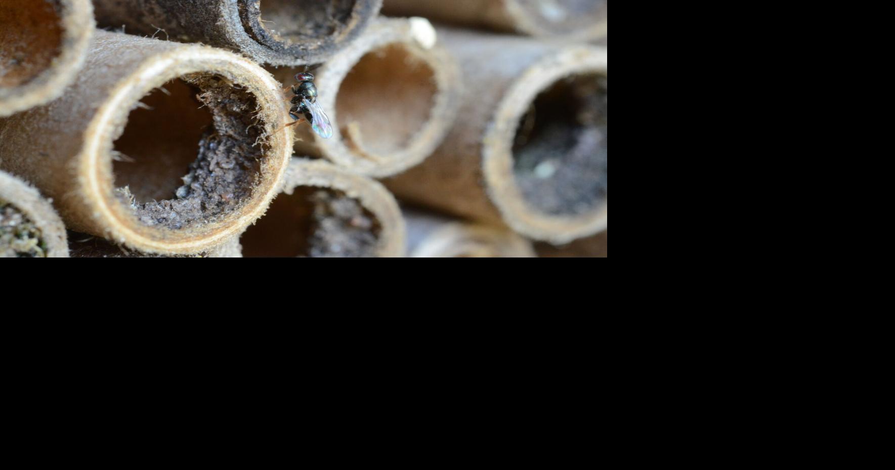Agriculture Forum: Parasitoid wasps invade bee tubes | Business ...