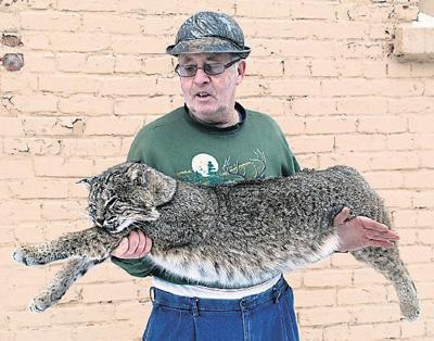 world record bobcat