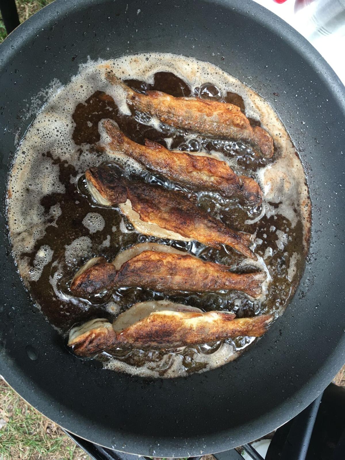 Bob Gwizdz: Catching is the cake's icing when belly boating for brook ...