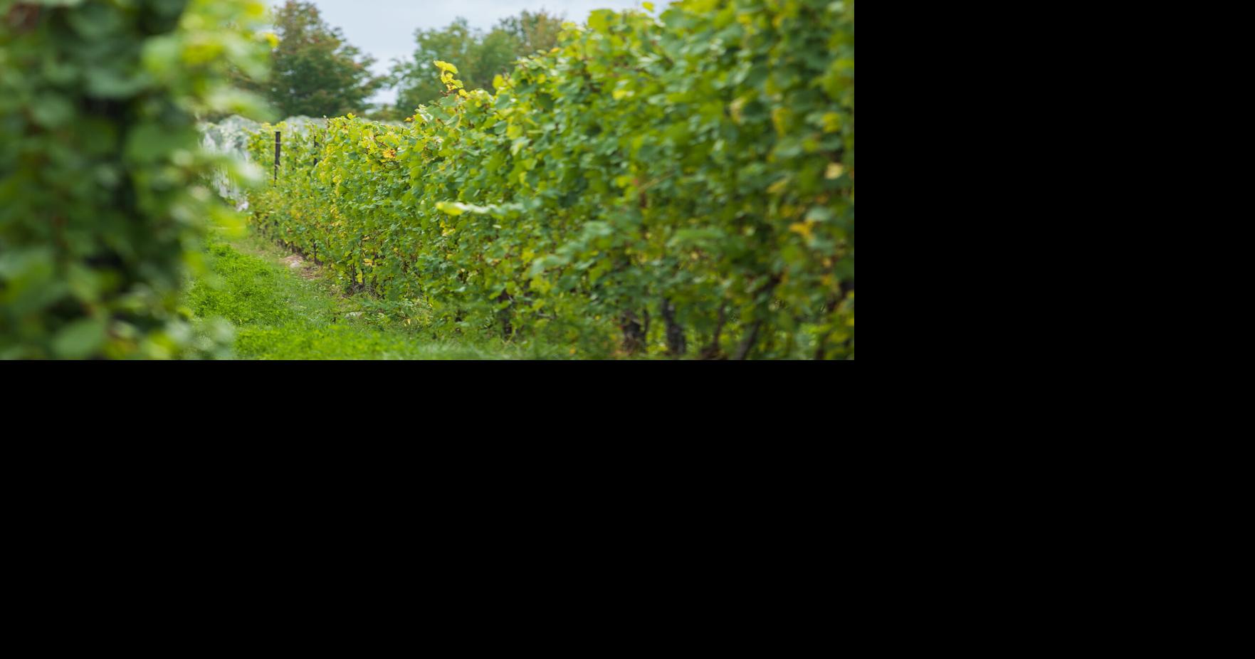 Judge sides with wineries, awards millions in damages | Local News ...