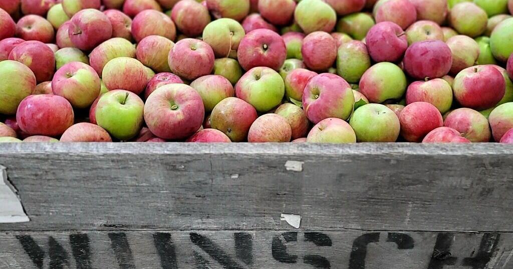 Sharing the apple harvest bushel by bushel | Lifestyles | record-eagle.com
