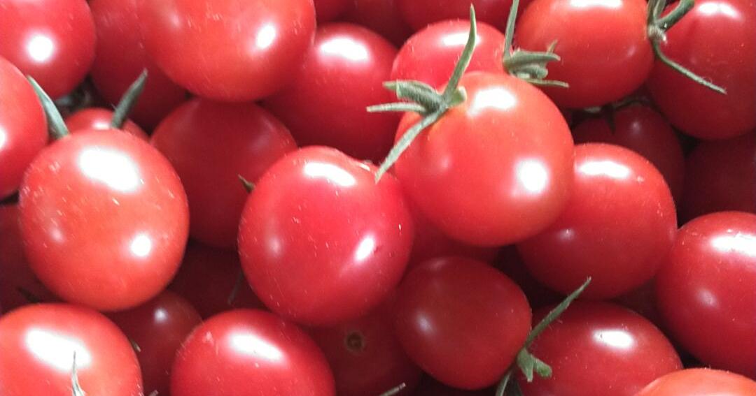 From the Farmer: An anniversary with my No. 1 tomato | Food | record ...