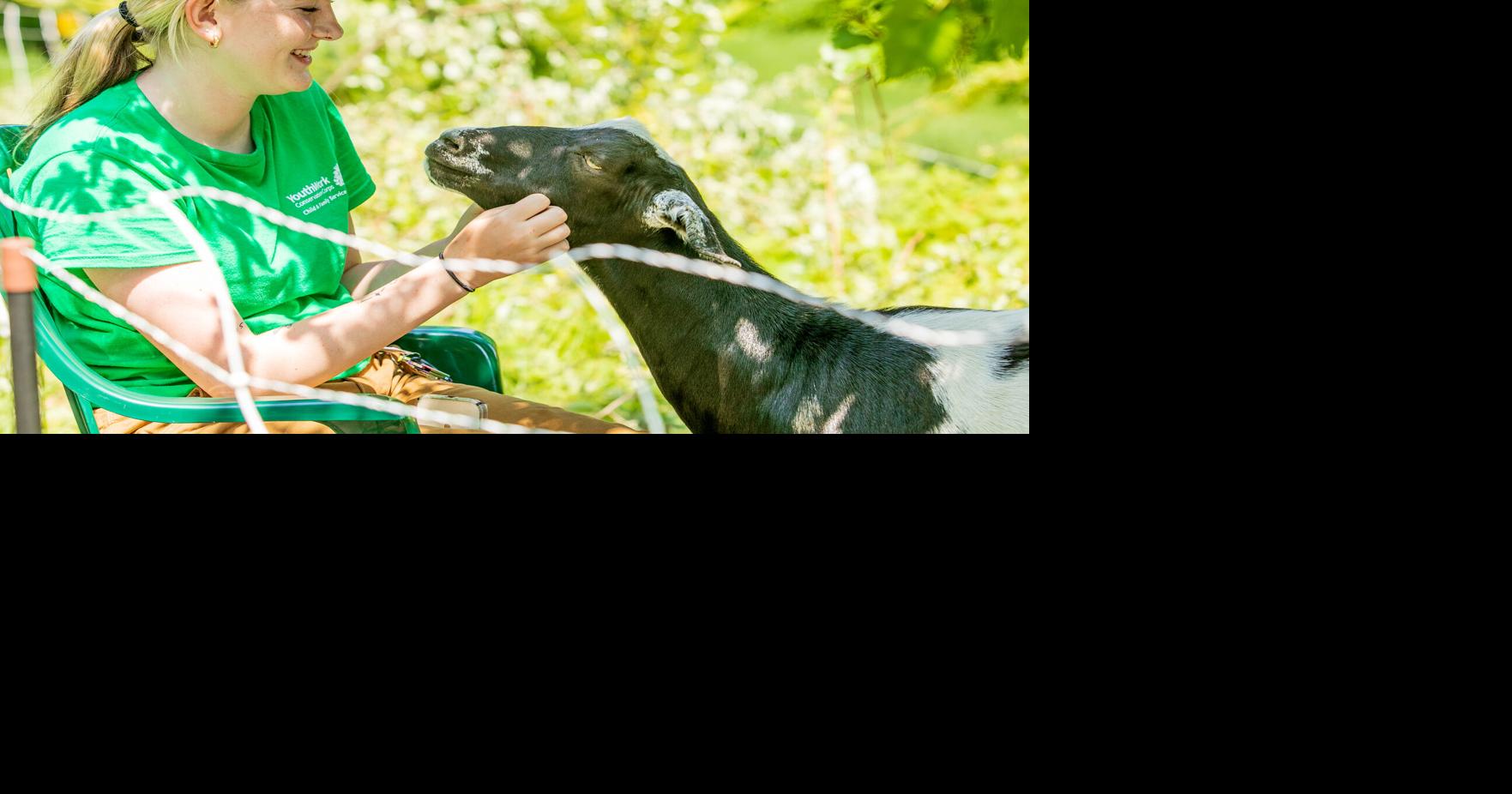 Conservation is the GOAT: Kids shepherd in a less-invasive era | GO ...