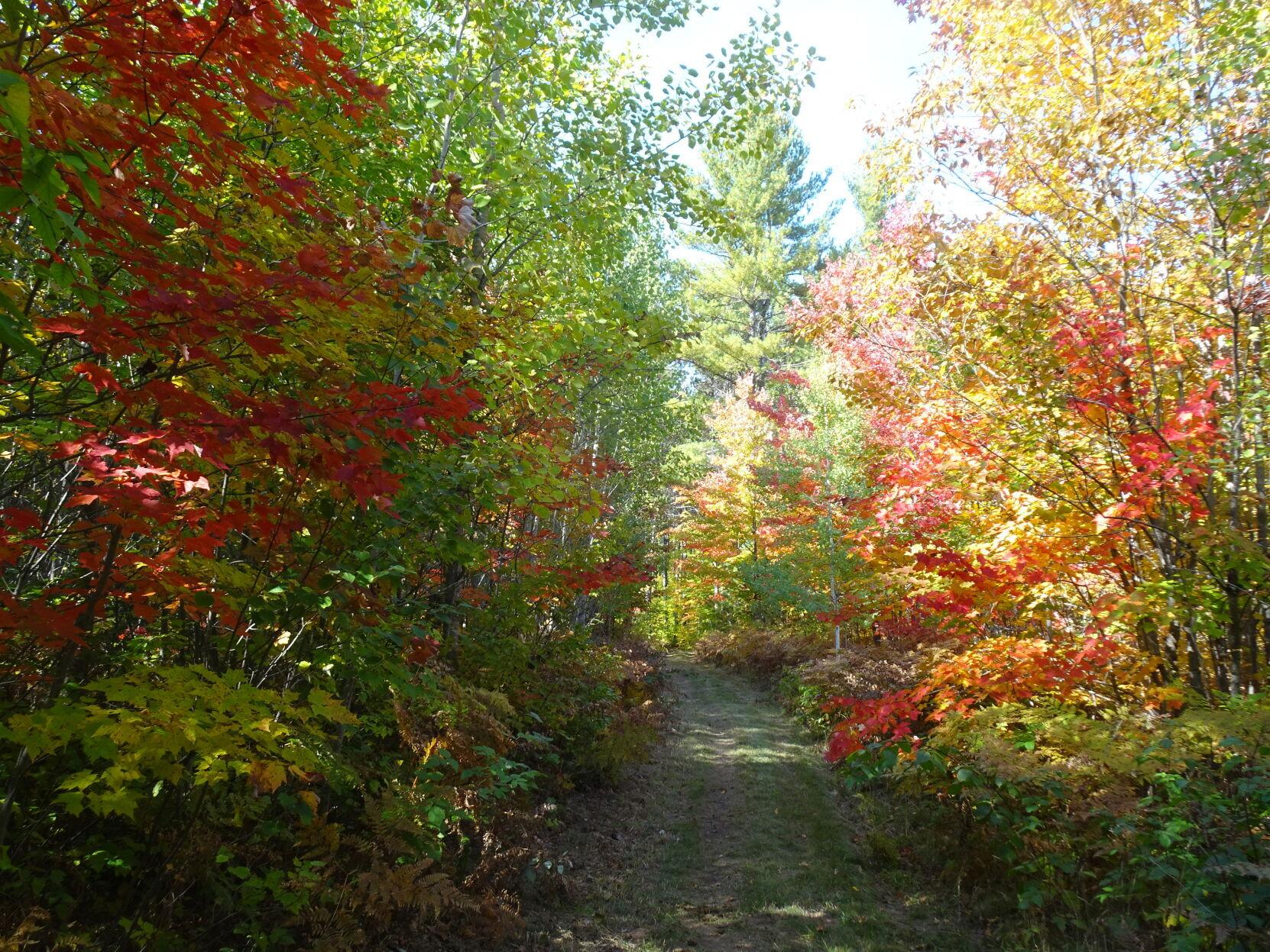 Corkscrew Swamp Sanctuary: A stroll through time and nature | News ...